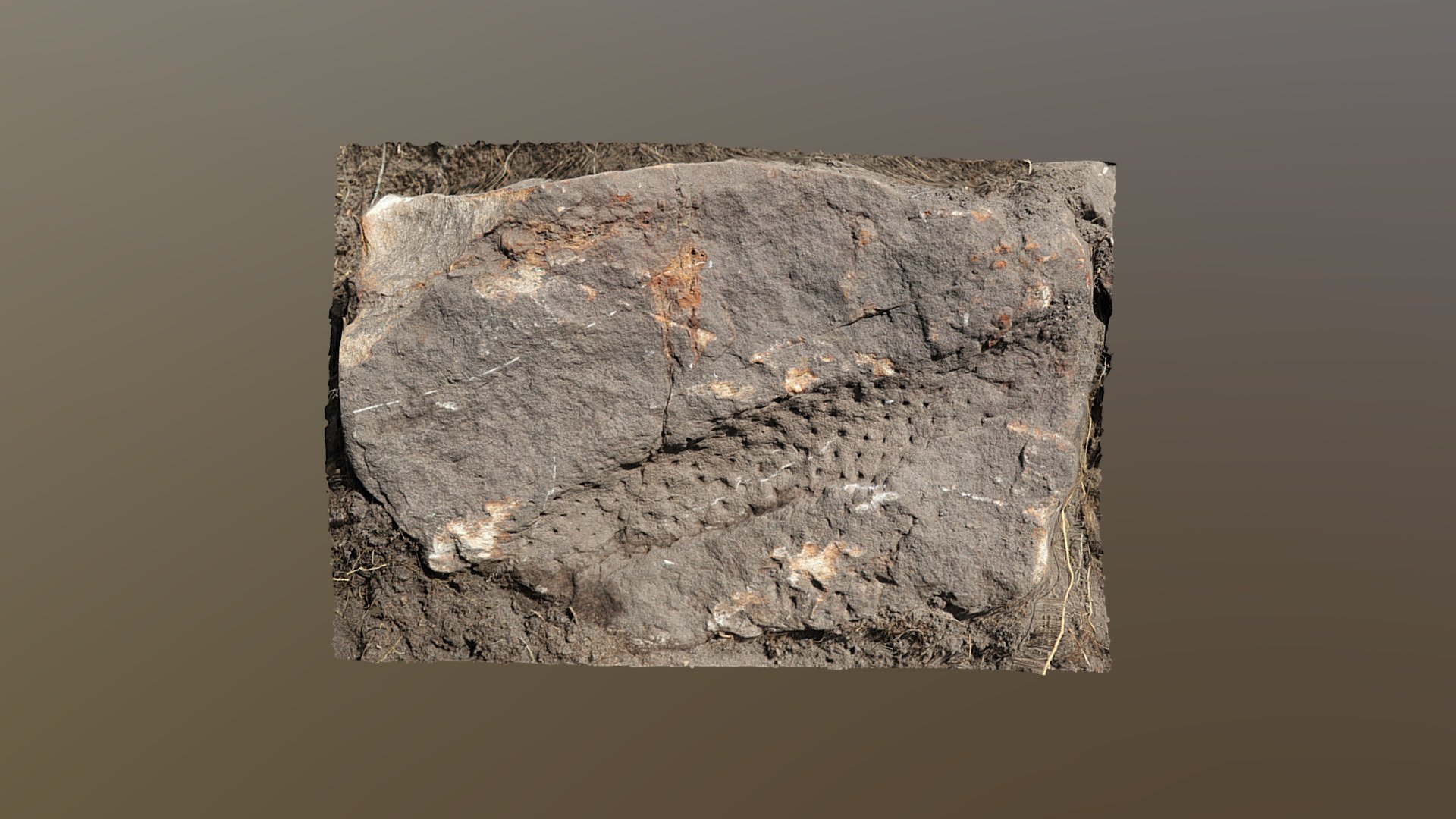Stigmaria - imprint of fossil root in sandstone - Download Free 3D ...