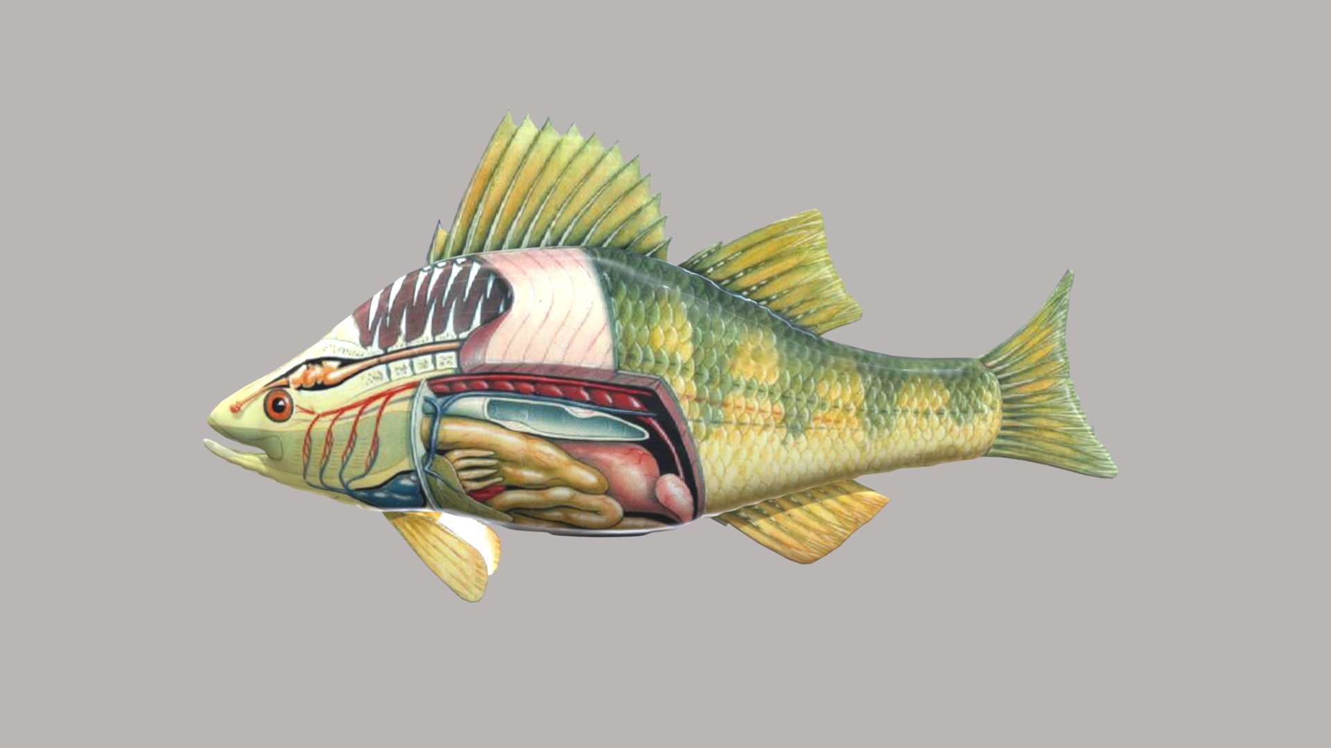 ANATOMI IKAN SERTA FUNGSINYA - Download Free 3D model by Ni'amur Rohman ...
