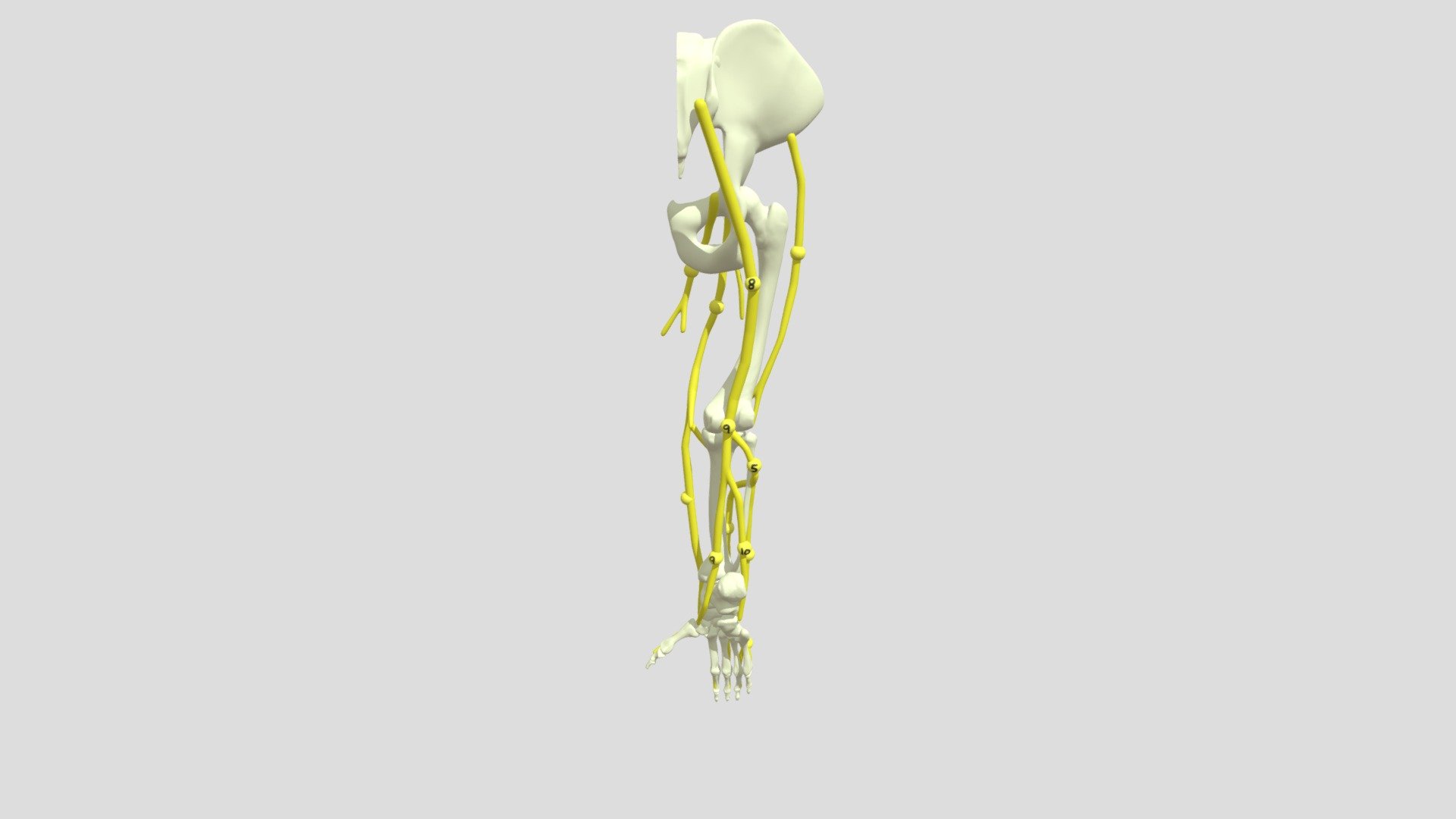 Gorilla Lower Limb Nerves Numbers - Download Free 3D model by VISIBLE ...