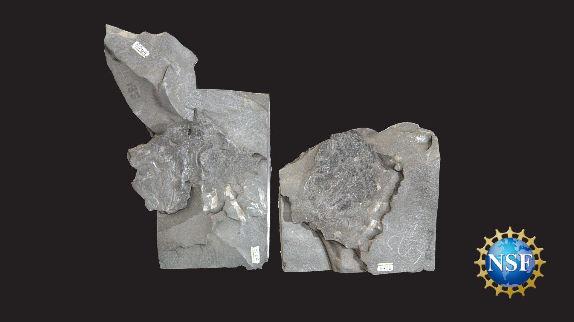 CMNH 8064, Kentuckia - 3D model by Cleveland Museum of Natural History ...