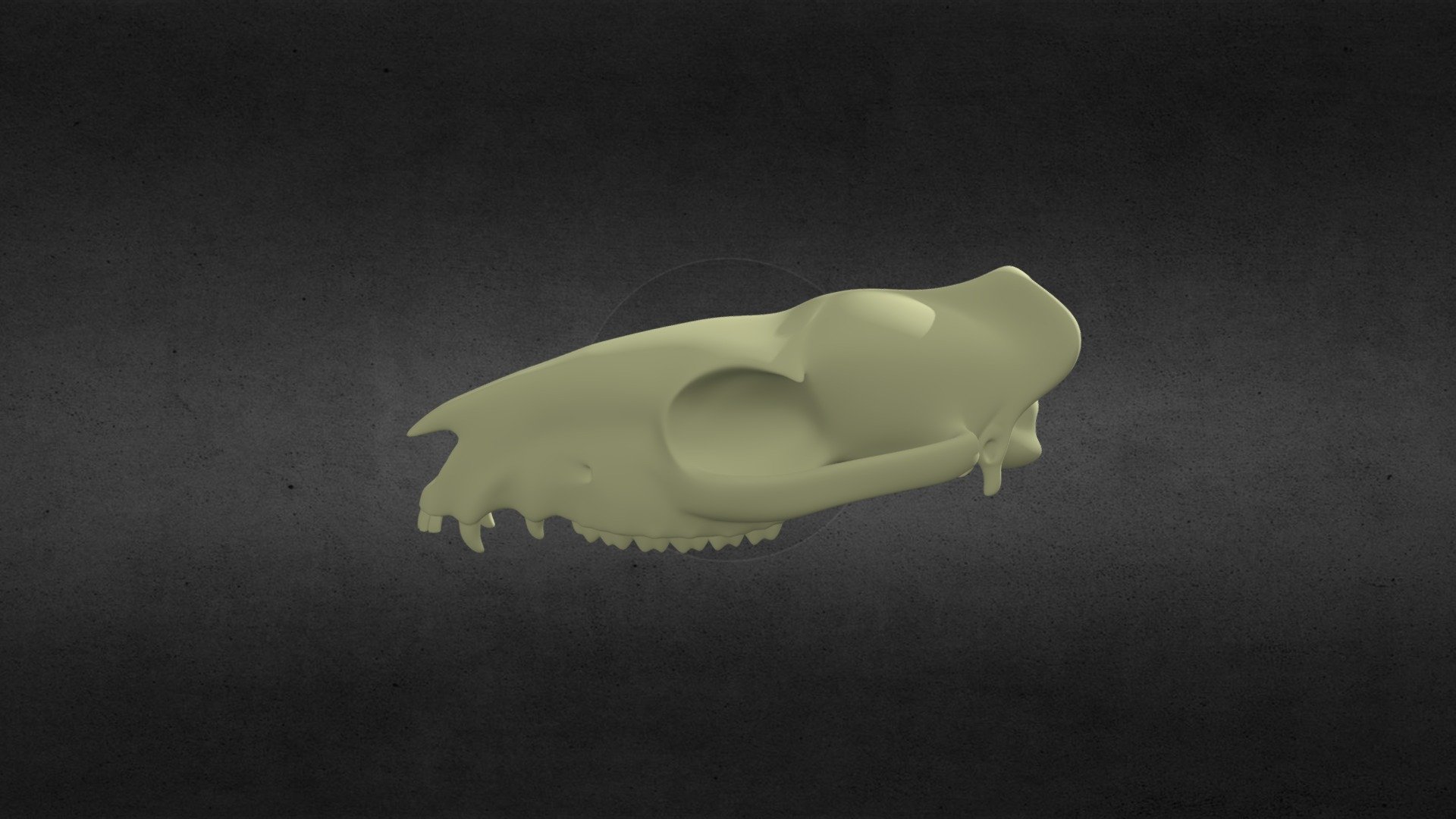 Eohippus Skull - 3D model by Blue Appaloosa (@BlueAppaloosa) [41fbdf9 ...