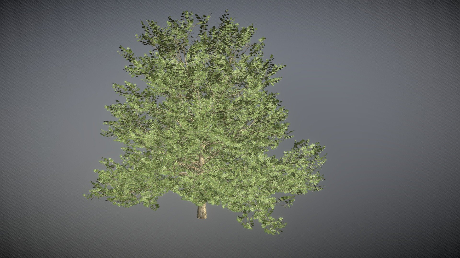 Quercus Rubra Tree – Northern Red Oak - 3D model by sachin.sahu3648 ...