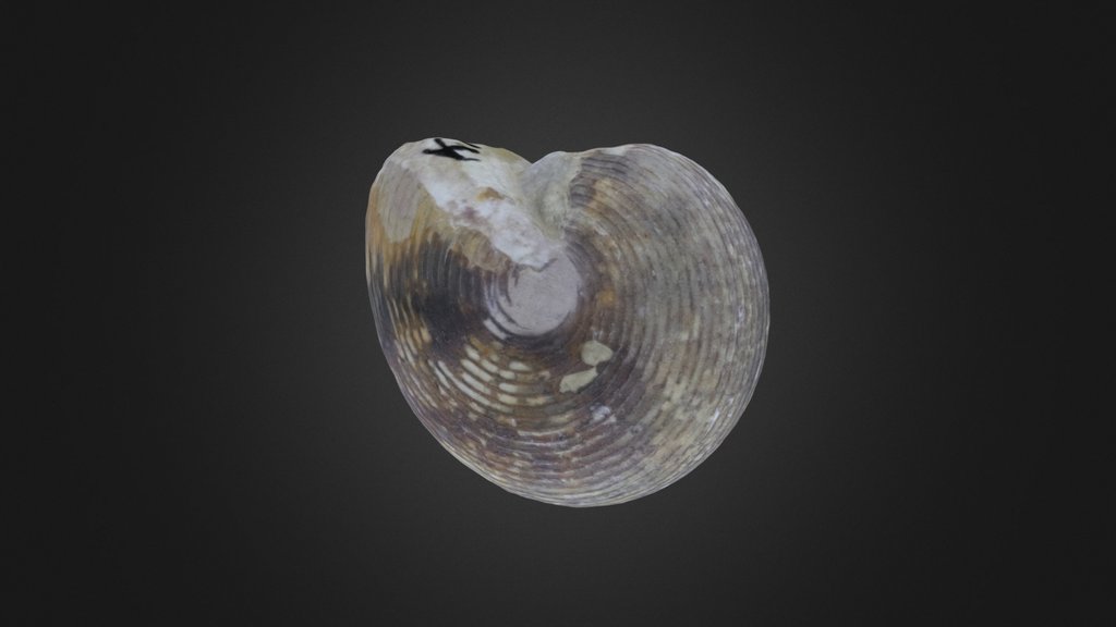 Cephalopods - A 3D model collection by Digital Atlas of Ancient Life ...