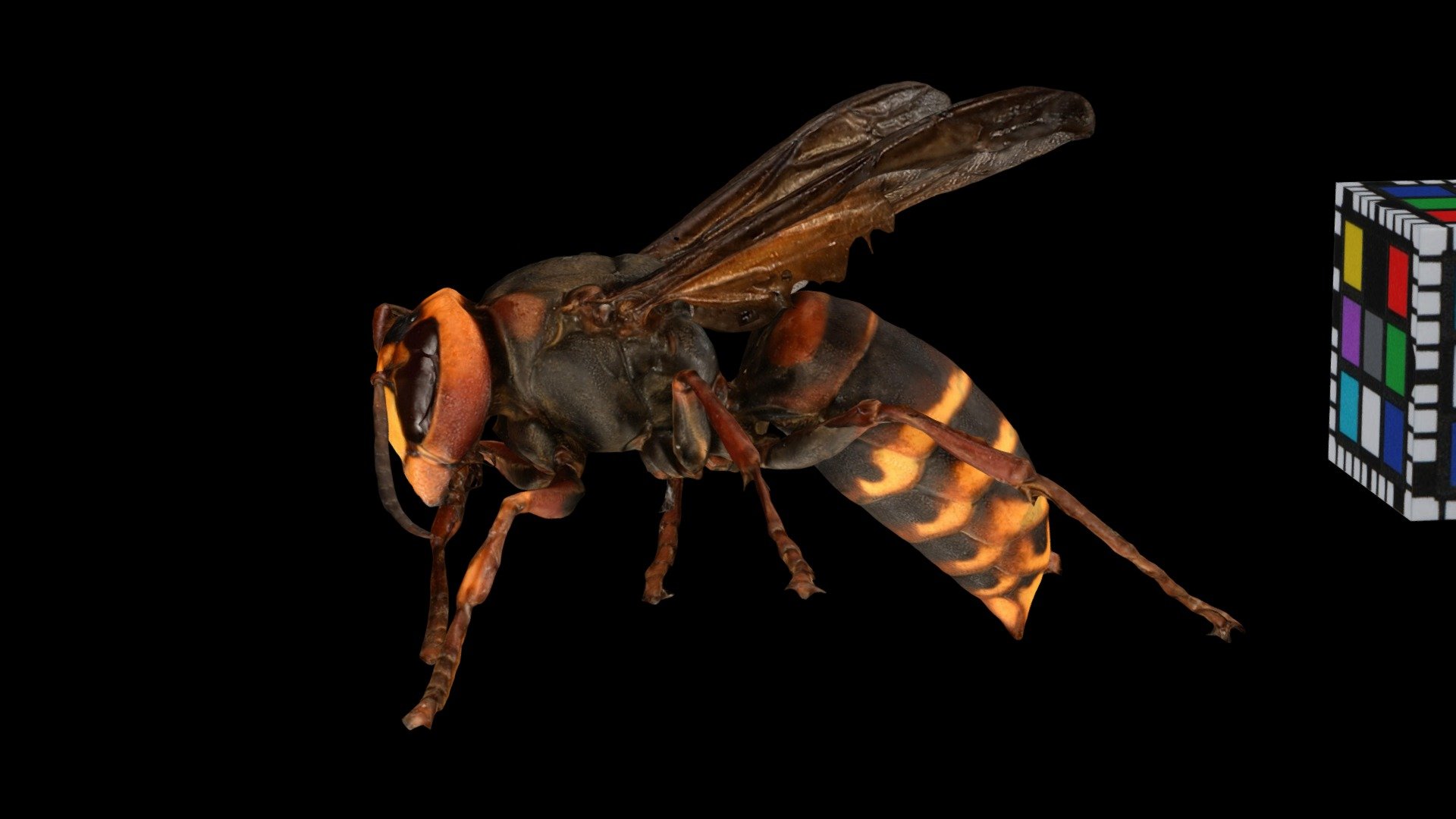 CC0 モンスズメバチ 🐝 European Hornet, Vespa crabro - Download Free 3D model by ...