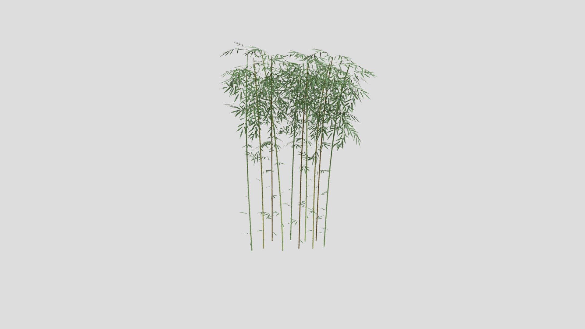 Bamboo - Download Free 3D model by 1-3D.com [420d5be] - Sketchfab