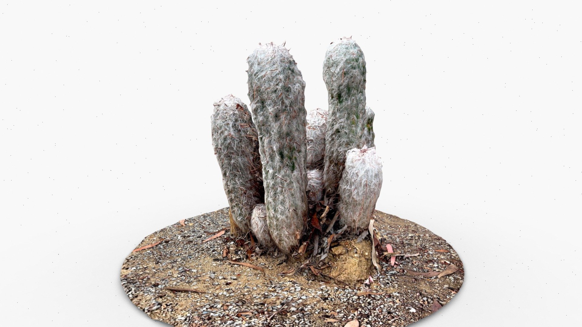 Furry cactus - Download Free 3D model by Keith Ito (@keithito) [420f857 ...