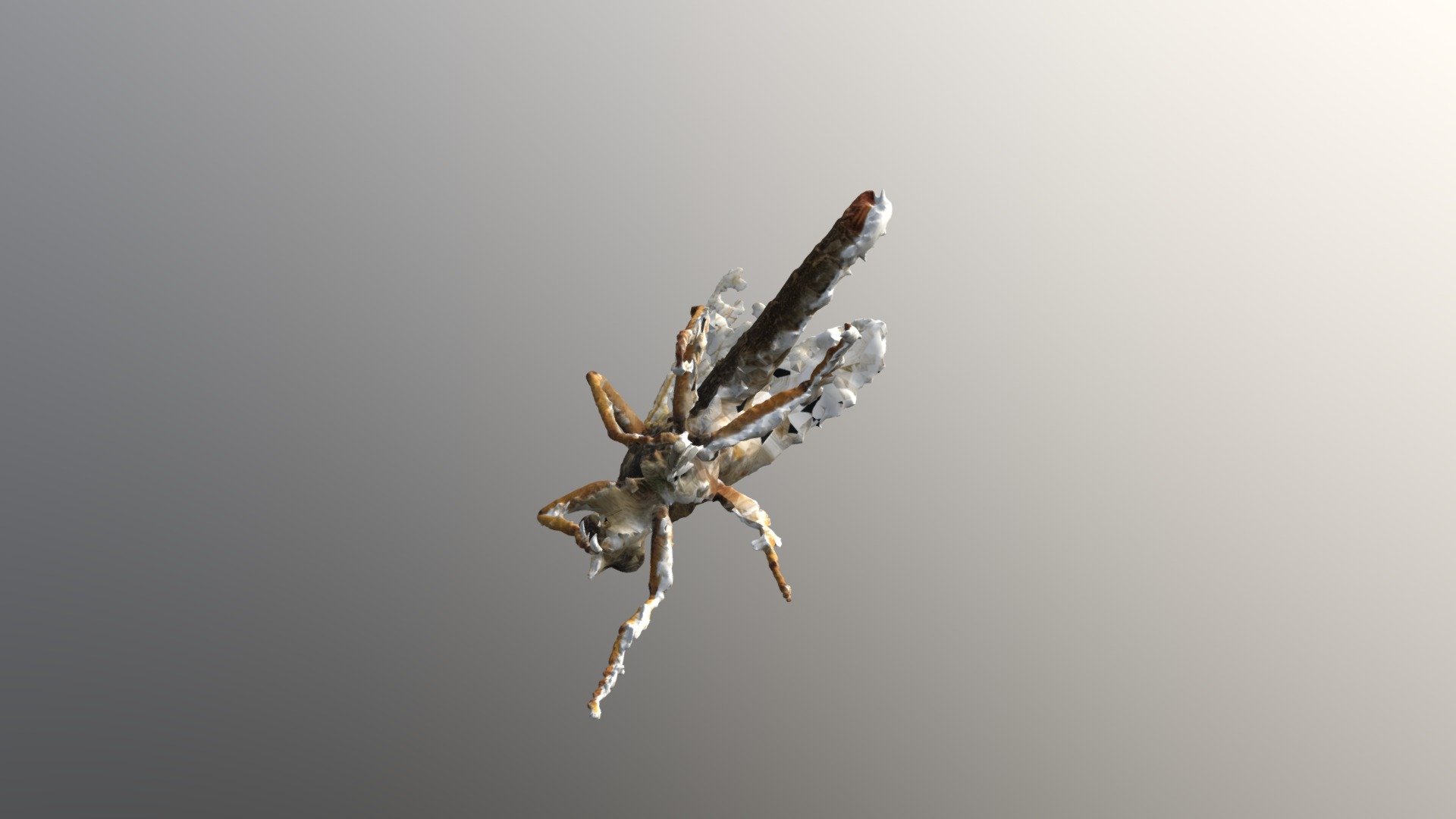 Meshroom - Acanthopleura ravus - 3D model by FIP-Cohort9 [4210214 ...
