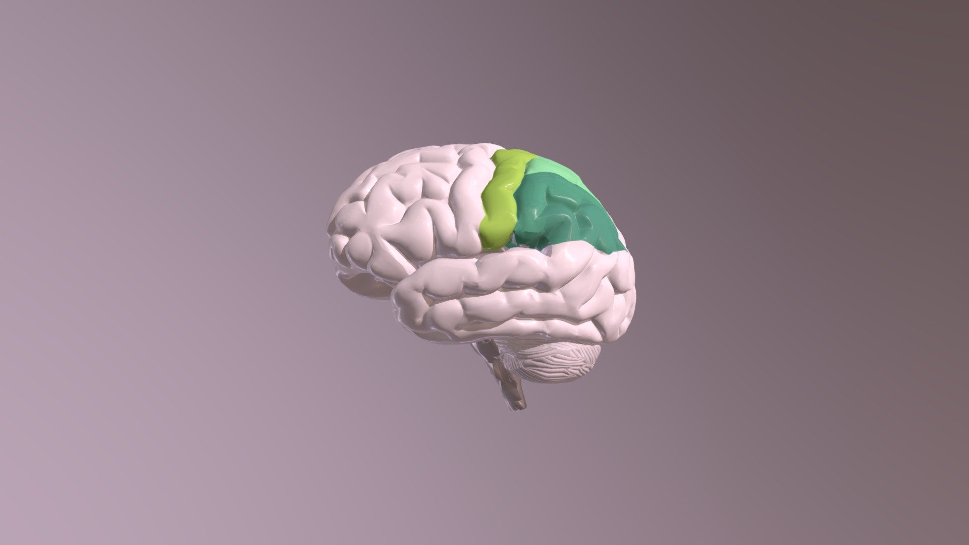 Parietal lobes of human brain - 3D model by emoore777 [42121f2] - Sketchfab