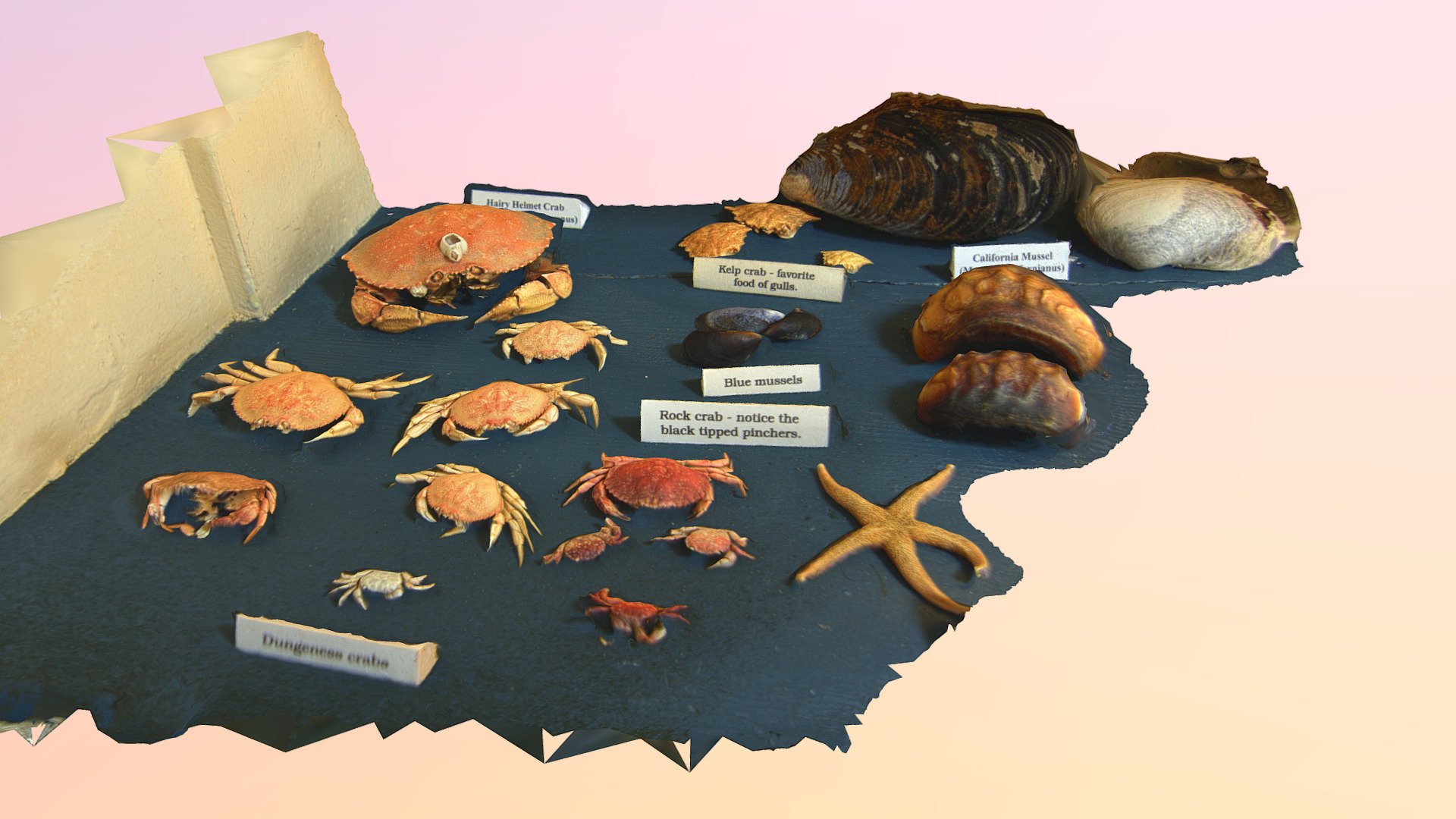 Crabs - 3D model by peter54 [42126e4] - Sketchfab