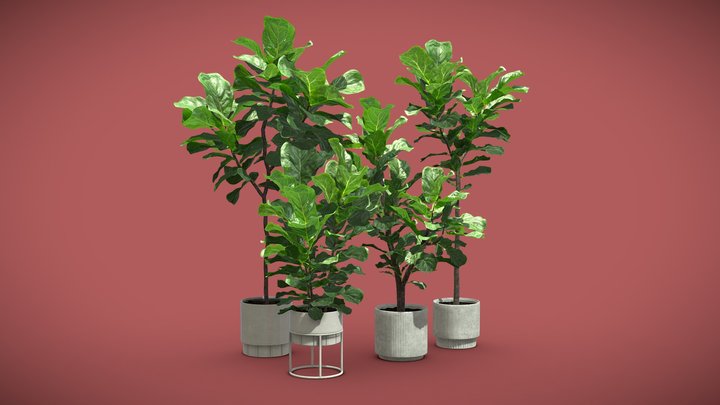 Leaf 3D models - Sketchfab