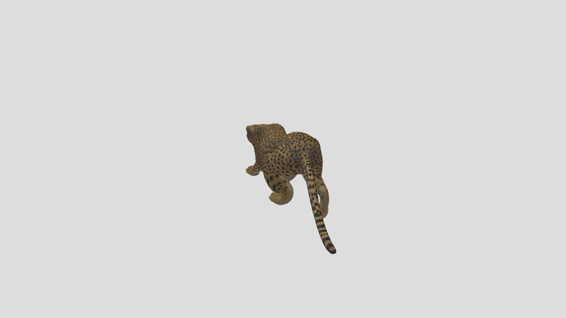 Leopard by Sid 2 - 3D model by Sid (@Siddharthakur) [42213fb] - Sketchfab