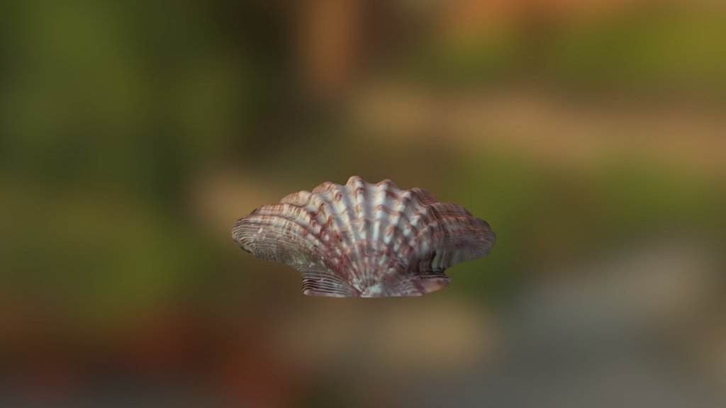 shell - 3D model by software.appdev [4228a48] - Sketchfab