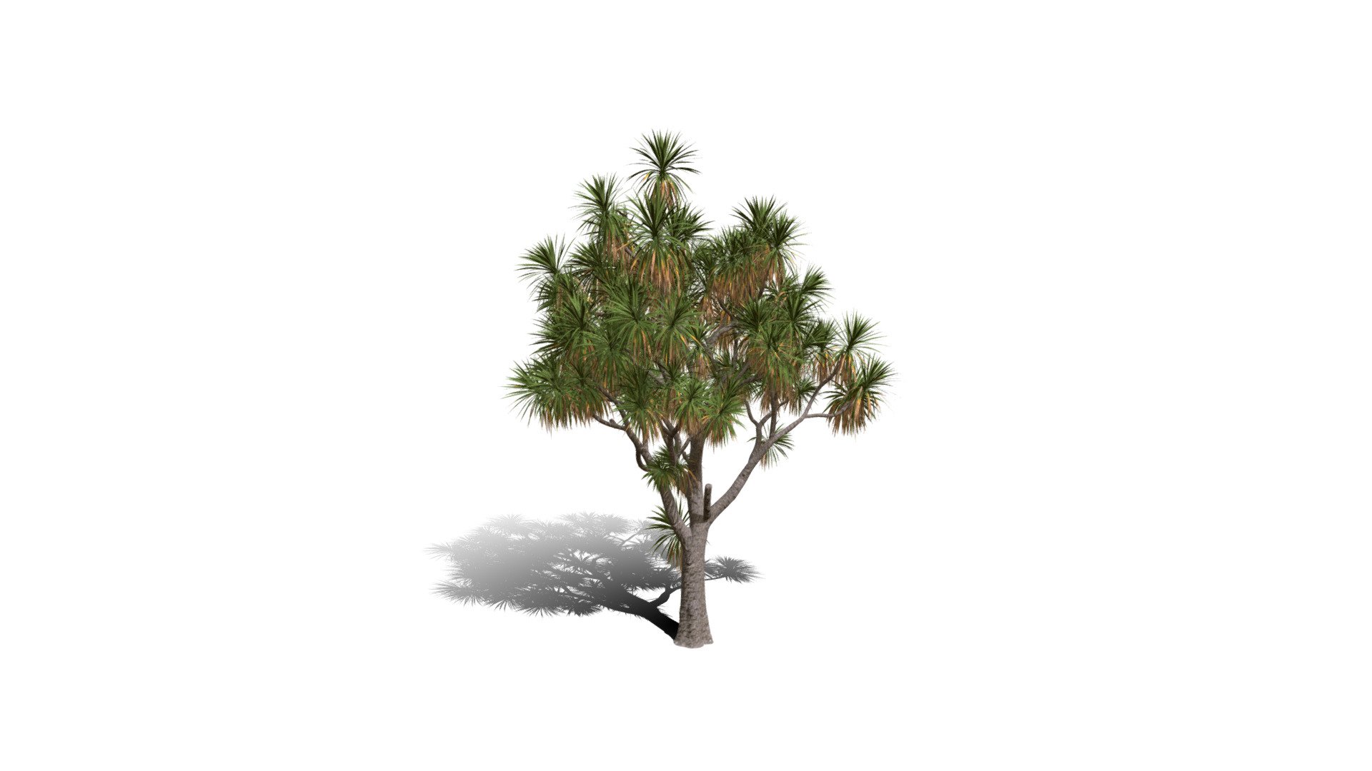 Realistic HD Cabbage tree (45/50) - Download Free 3D model by ...