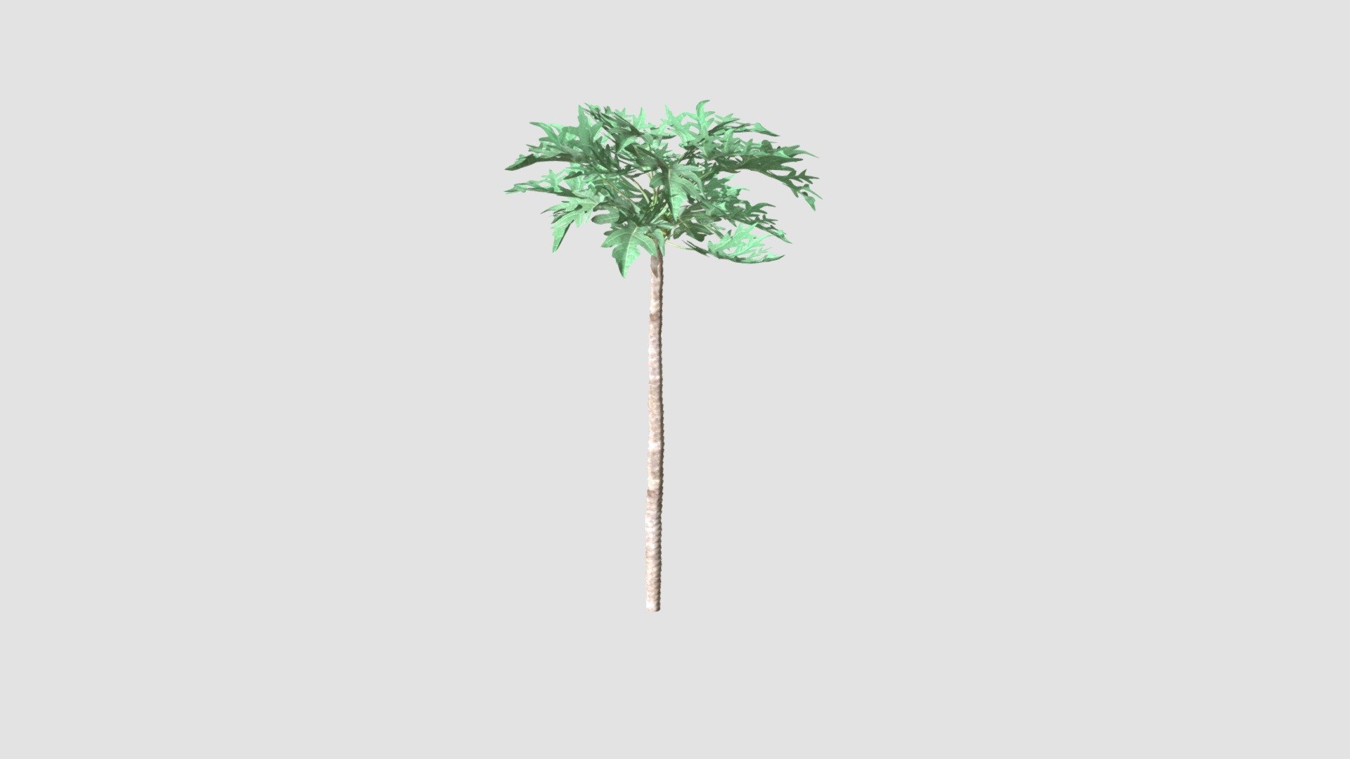 Papaya Plant - Buy Royalty Free 3D model by Evermotion [422e16a ...