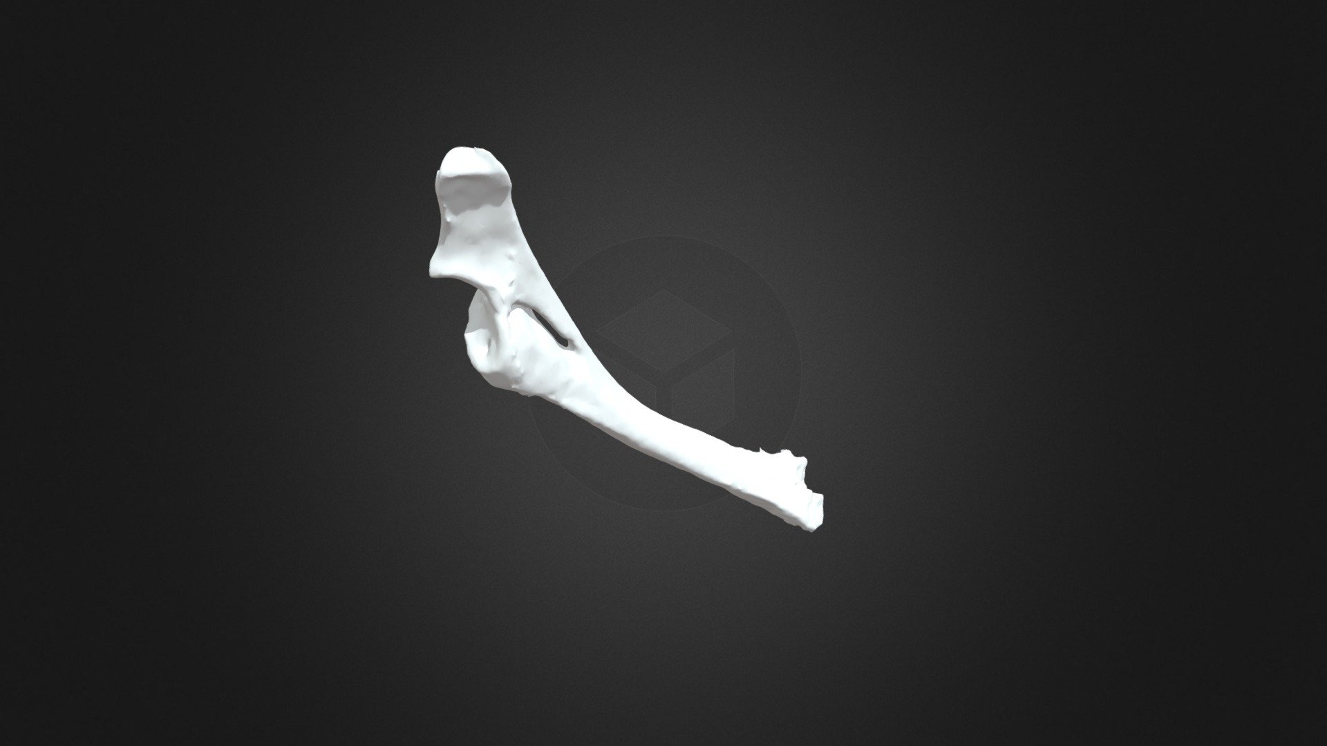 Radio y ulna - 3D model by virtualizacion.bovino [4232500] - Sketchfab