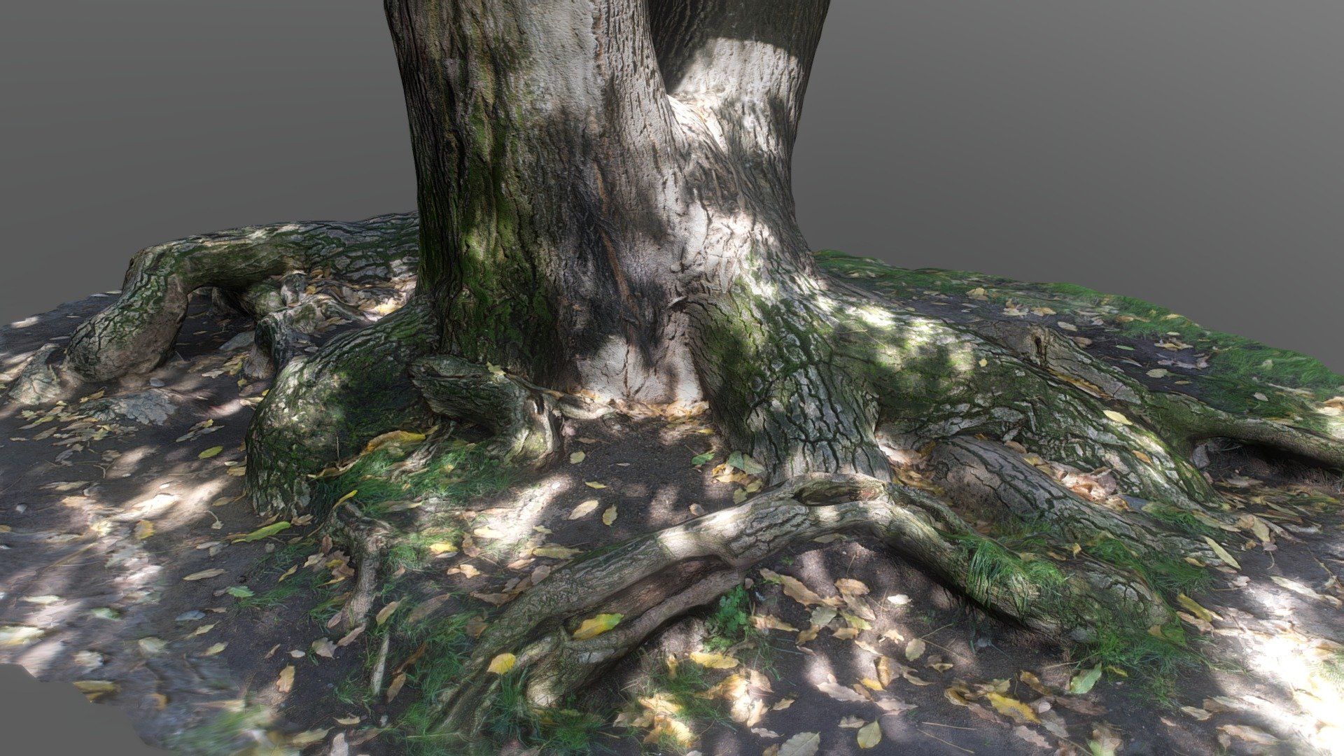 Tree roots and trunk - Buy Royalty Free 3D model by felipehez [42336b0 ...