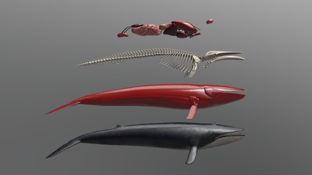 Whales - A 3D model collection by DenysPogomiy - Sketchfab
