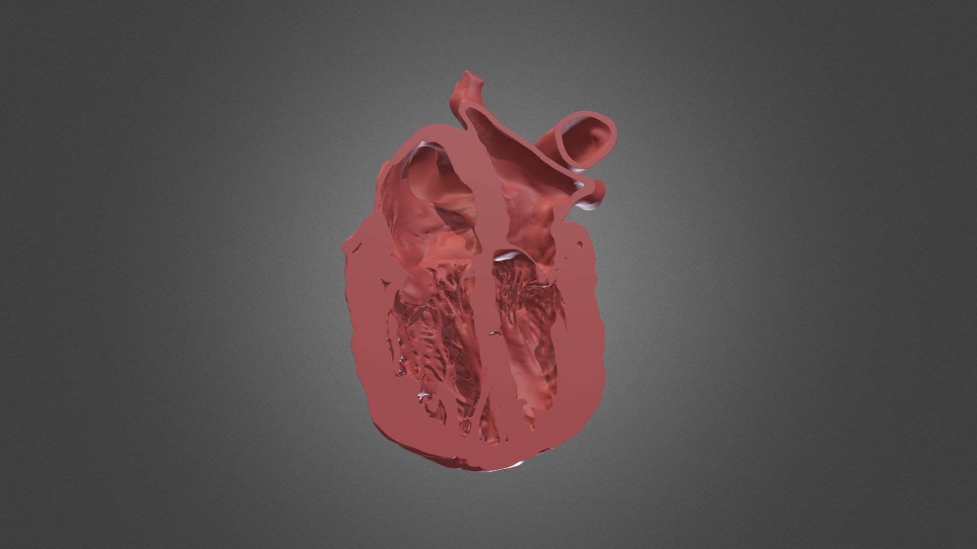 Four chamber view - 3D model by CVEC [423a5d3] - Sketchfab