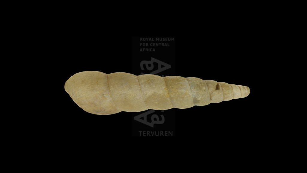 Subulina gratacapi - 3D model by Royal Museum for Central Africa ...