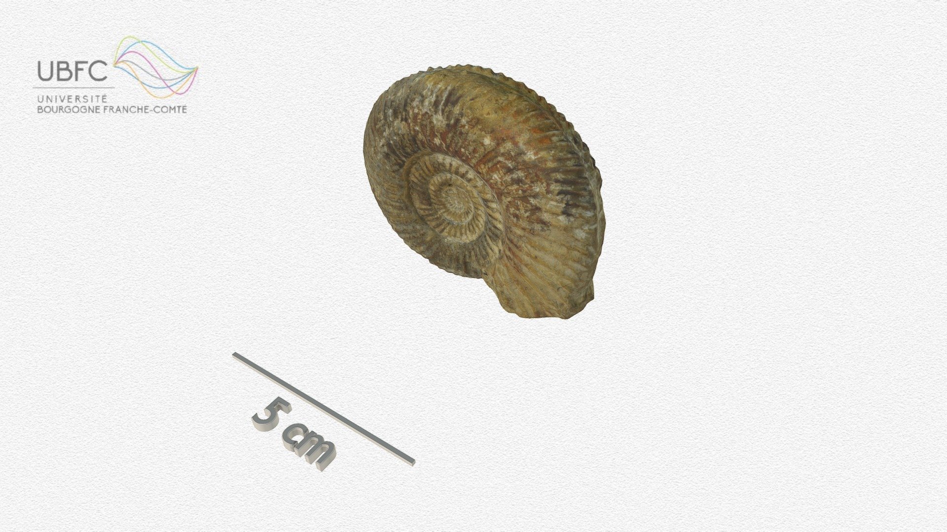 Ammonite - 3D model by Buoncristiani JF. (@jfbuon) [4242f98] - Sketchfab