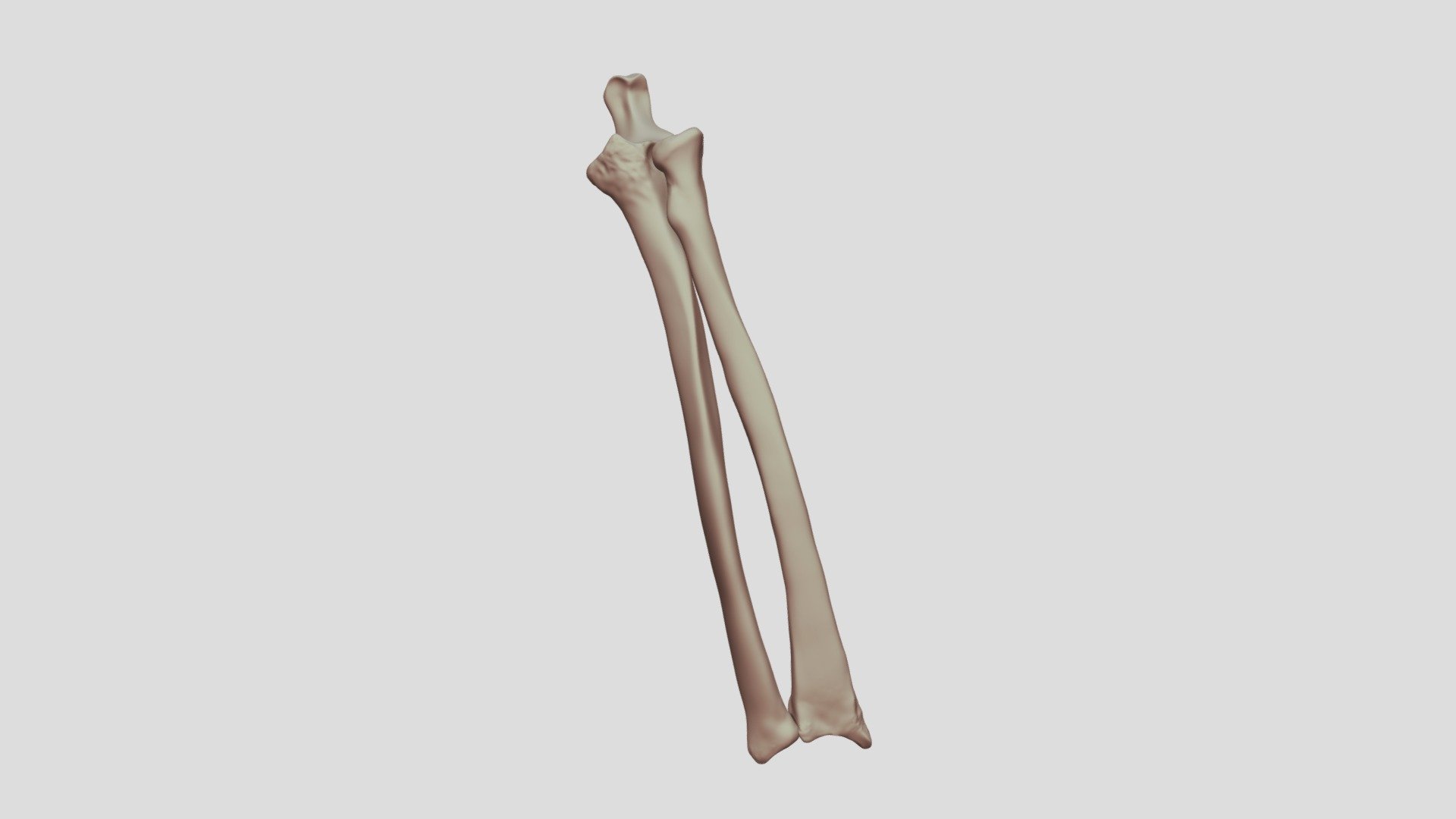 Radius And Ulna - Left Arm - Supine Position - 3D model by Digital ...