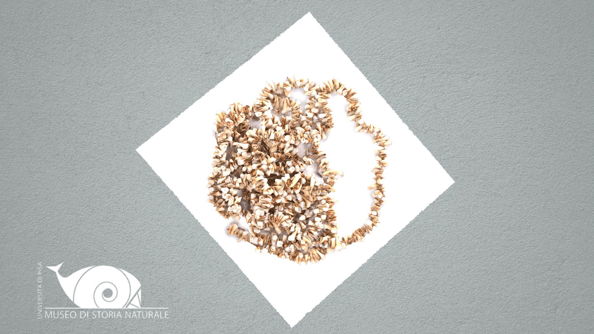 Necklace made with monkey teeth - 3D model by Natural History Museum ...