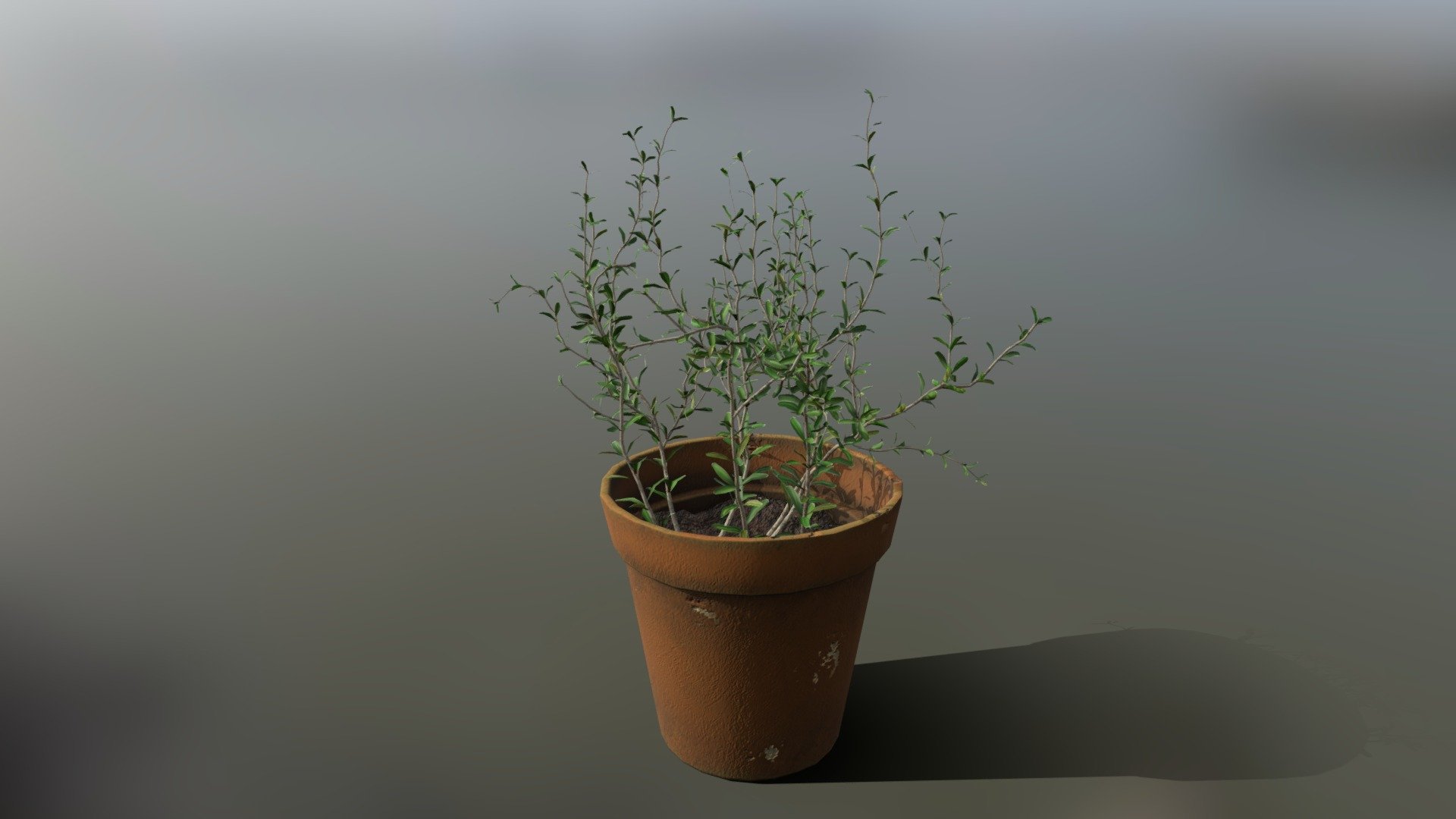 Thyme in pot - Download Free 3D model by Simon Laisné (@350rdlc.sl ...