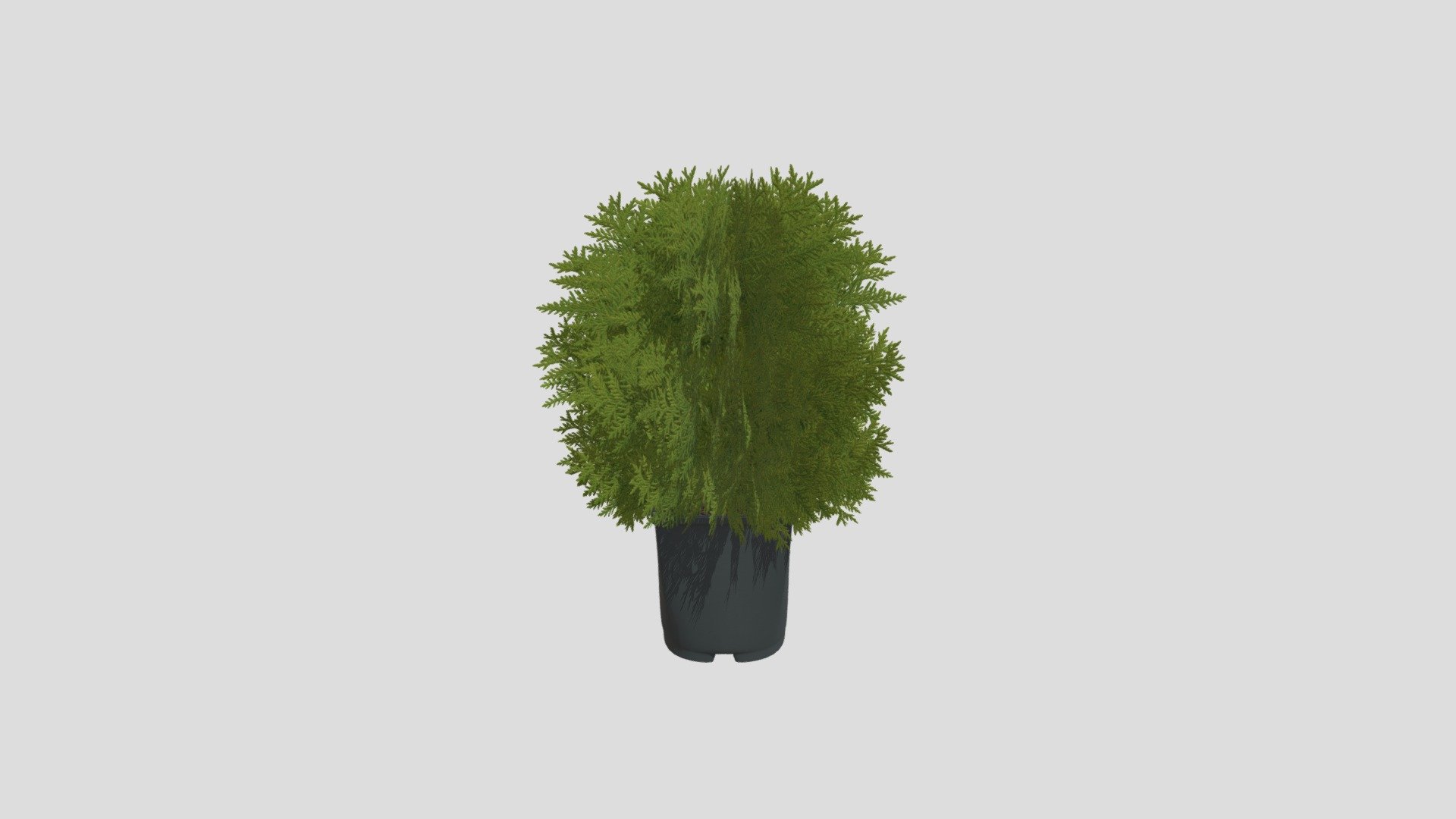 Tiny Tim American Arborvitae 3D Model - Buy Royalty Free 3D model by ...