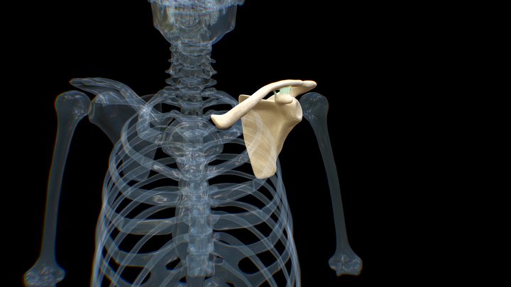 Scapula 3D models - Sketchfab