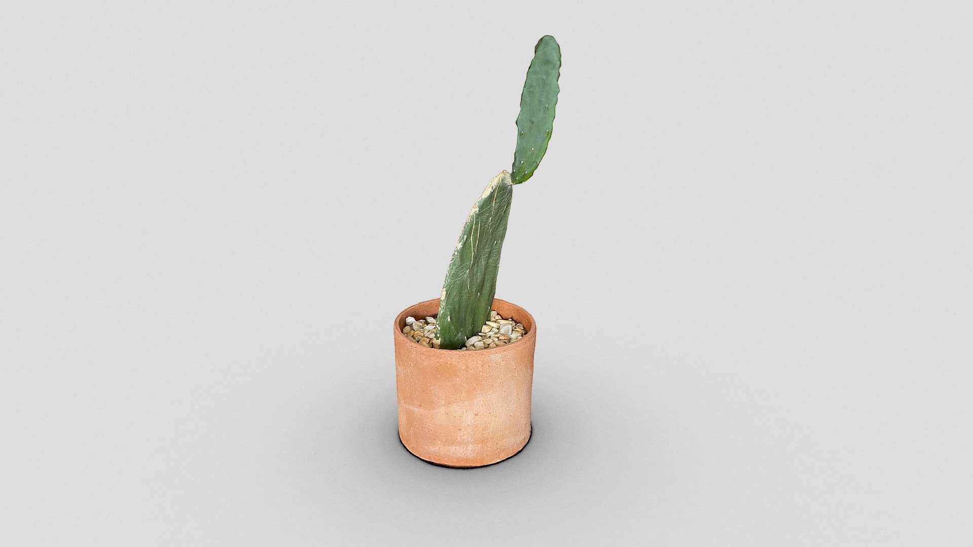 Another cactus - Download Free 3D model by alban [427f09d] - Sketchfab