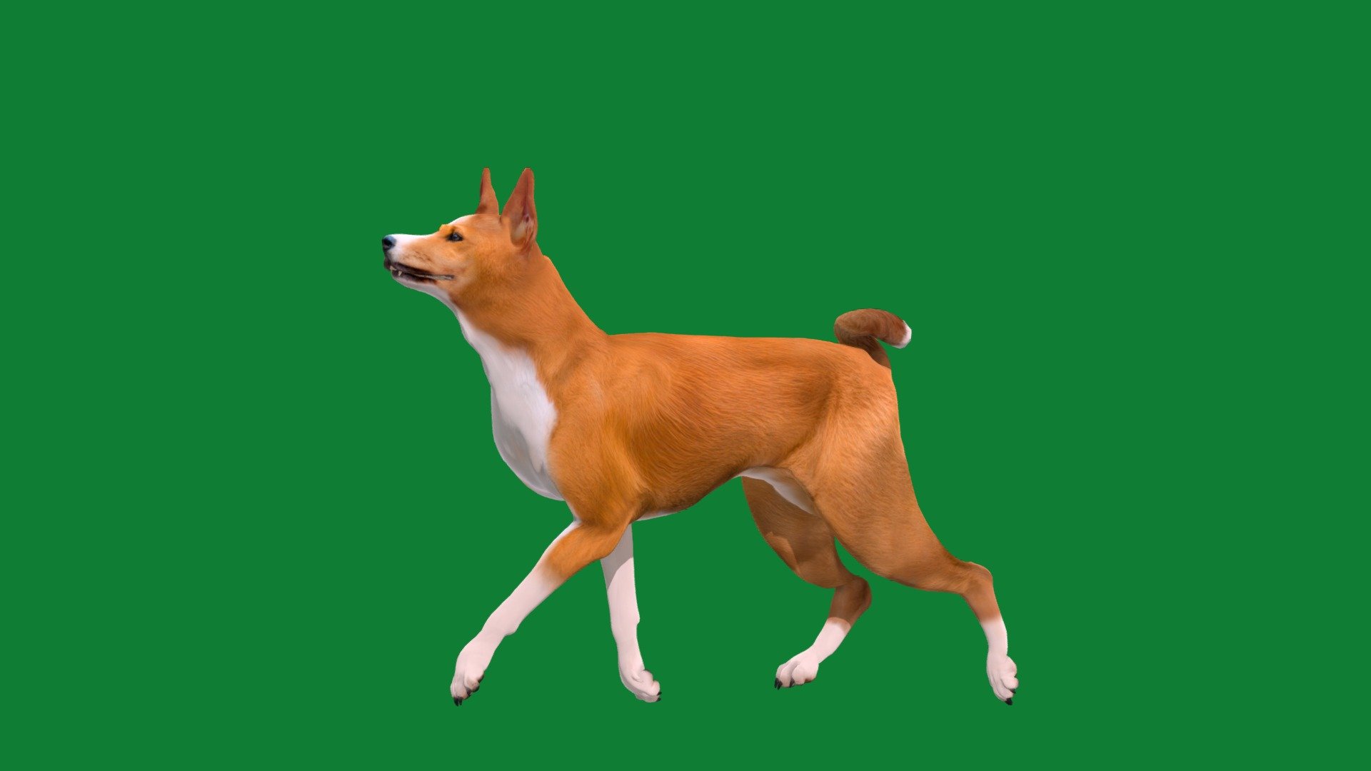 Basenji Dog Breed (Game Ready) - Buy Royalty Free 3D model by ...