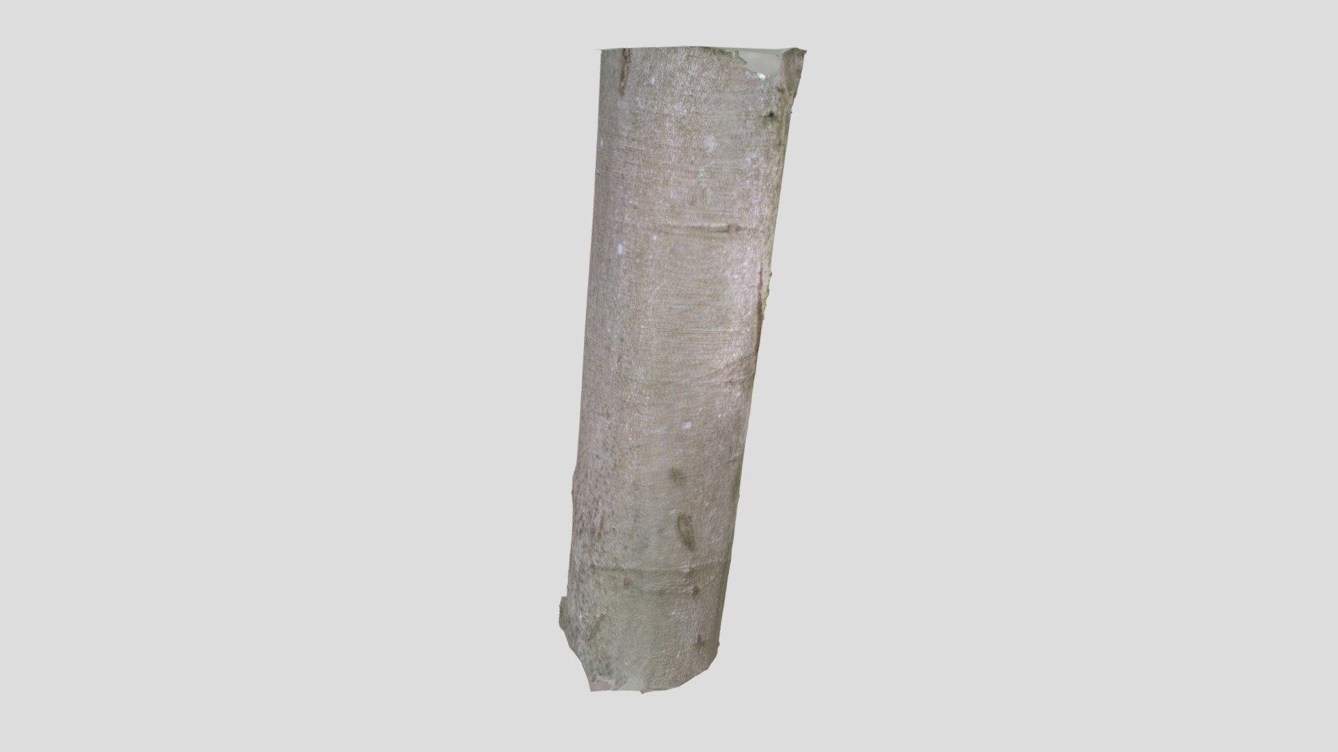 Buche rinde - 3D model by farmermemory [4287ad9] - Sketchfab