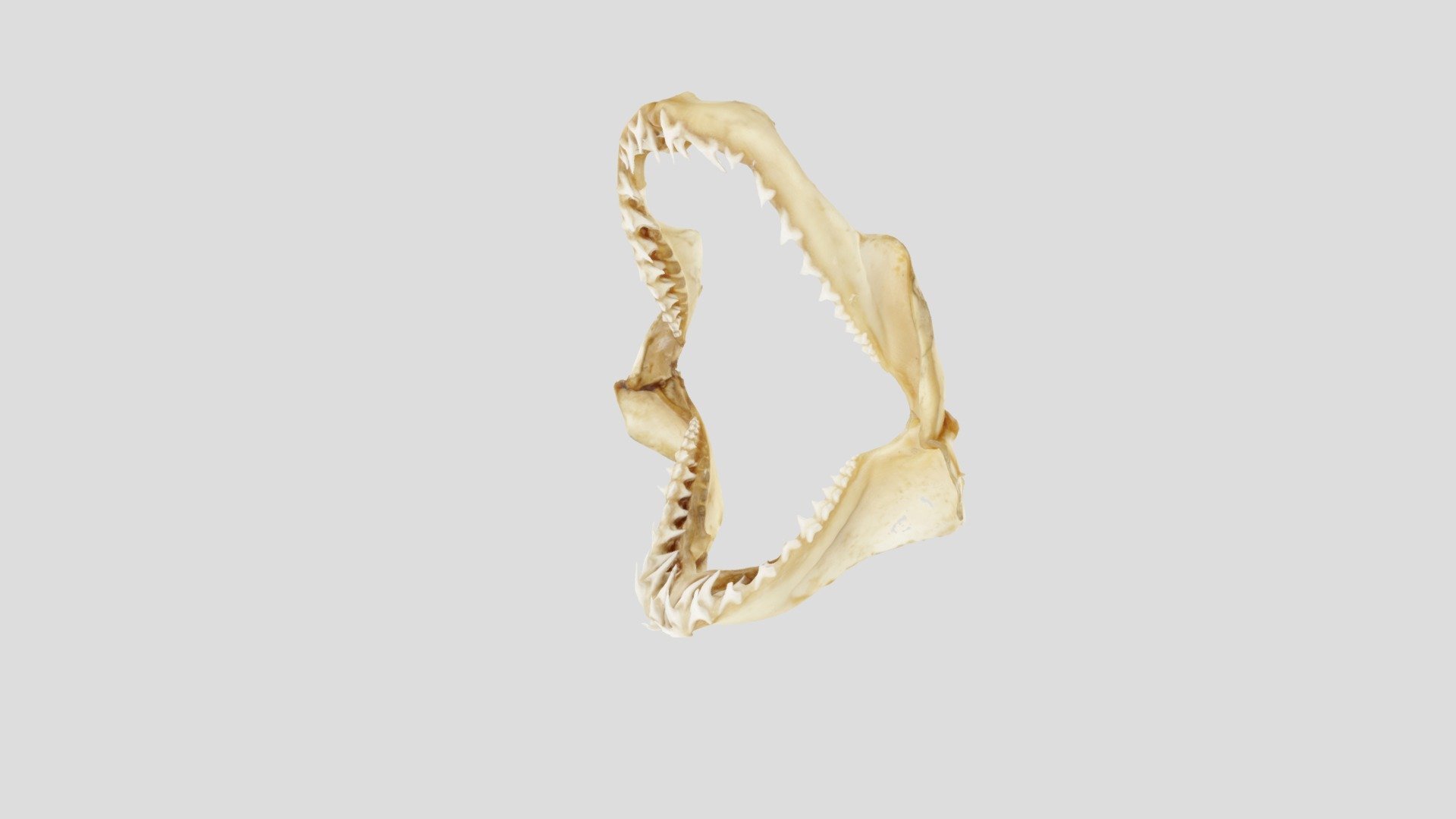 Jaws #11 - 3D model by SMA-UniGe [429b5a0] - Sketchfab