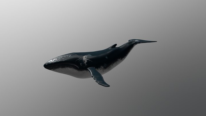 Humpback-whale 3D models - Sketchfab