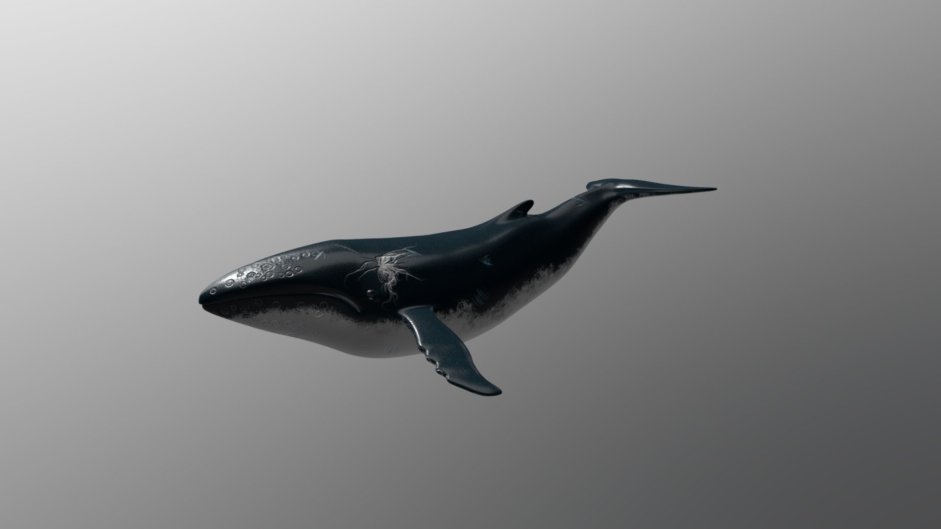 Humpback Whale - Buy Royalty Free 3D model by Digital3dWorld (@zisisbad ...