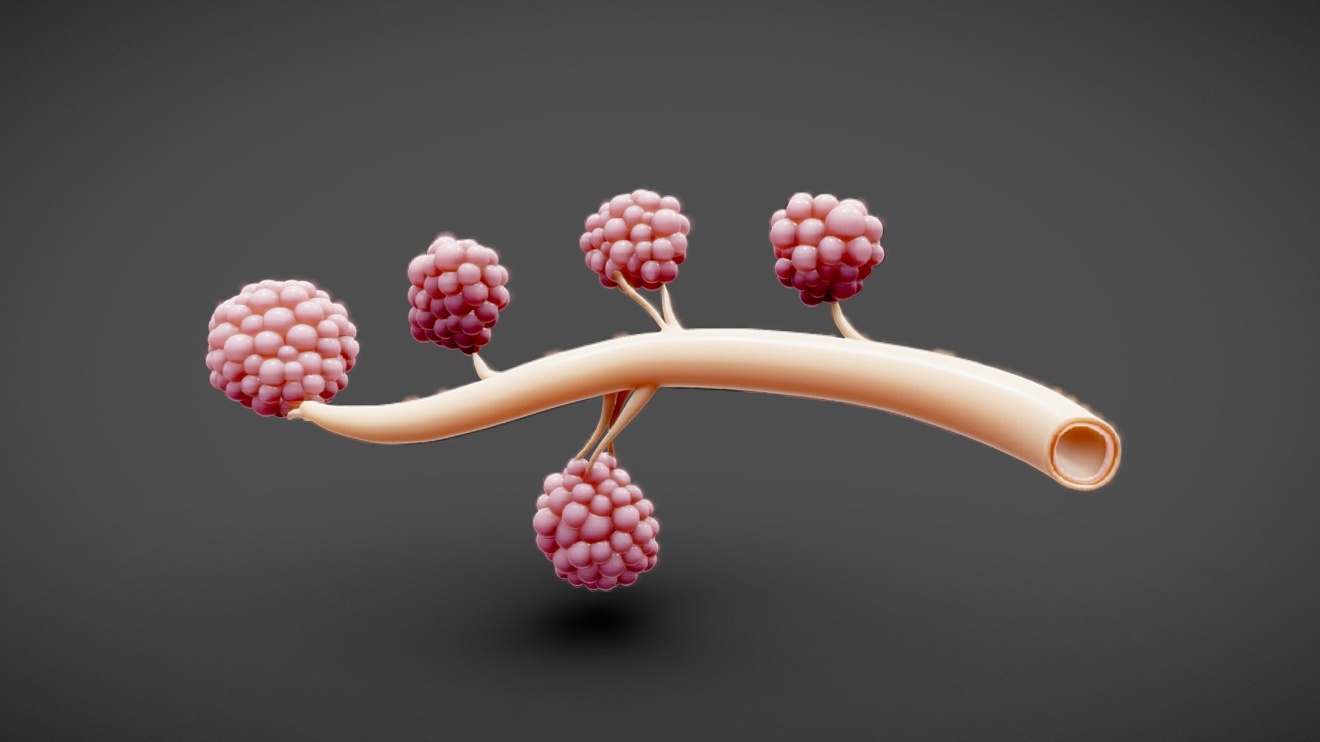 Breast Lactiferous Duct Anatomy - Buy Royalty Free 3D model by Nima ...