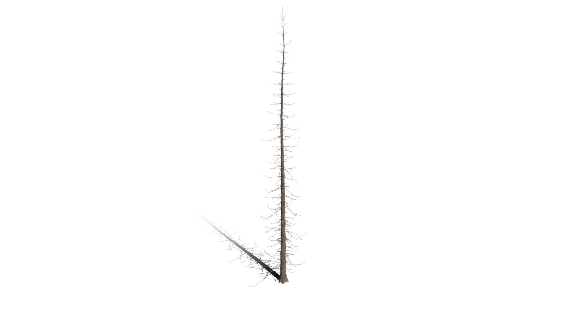 Realistic HD Norway spruce (39/43) - Buy Royalty Free 3D model by ...