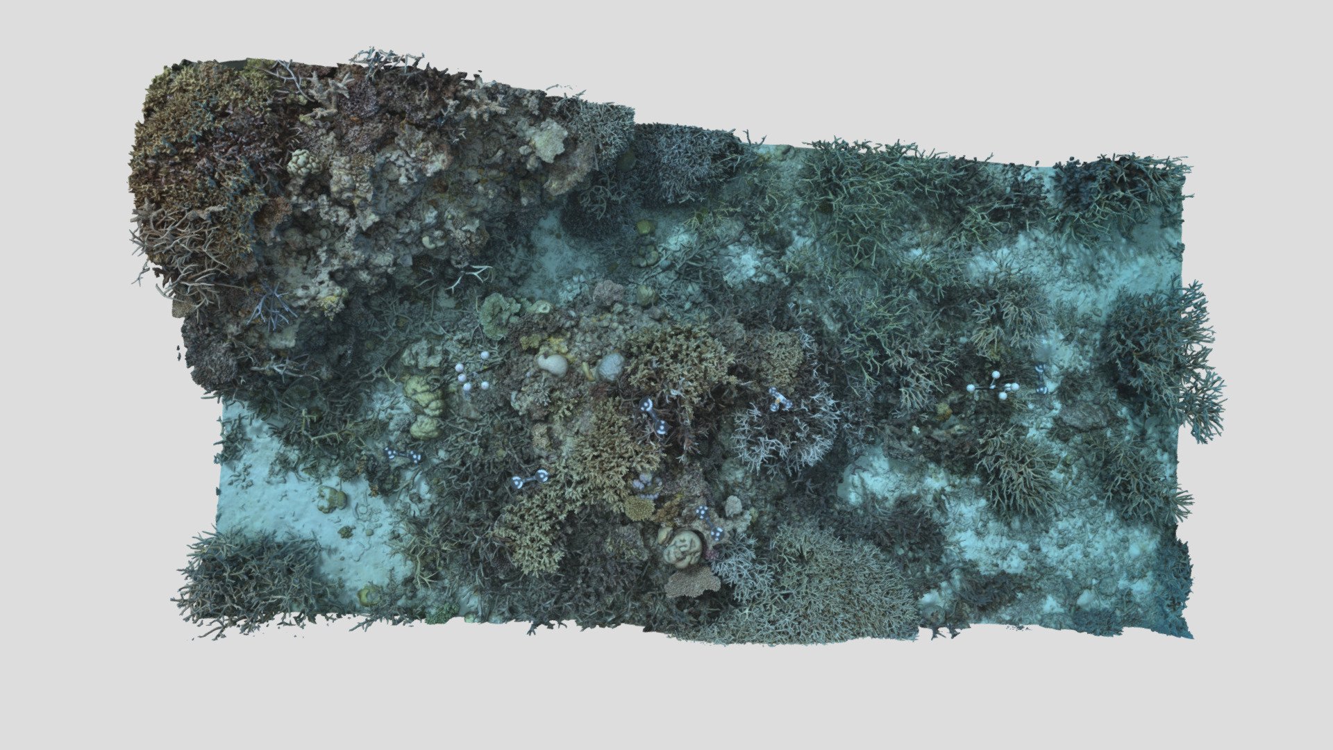 Davies_LA1S_P4_202301 - 3D model by EcoRRAP (@AIMSEcoRRAP) [429e555 ...