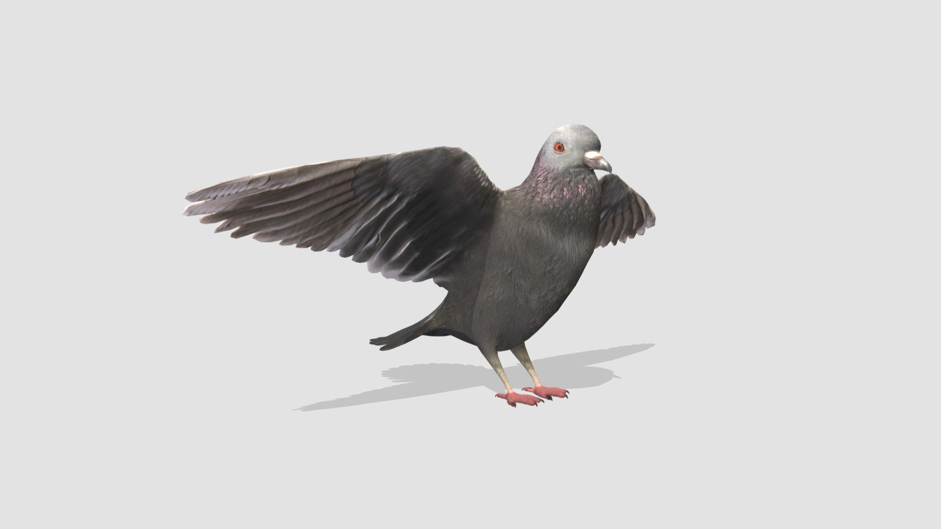pigeon - Buy Royalty Free 3D model by Evermotion [42a4477] - Sketchfab ...