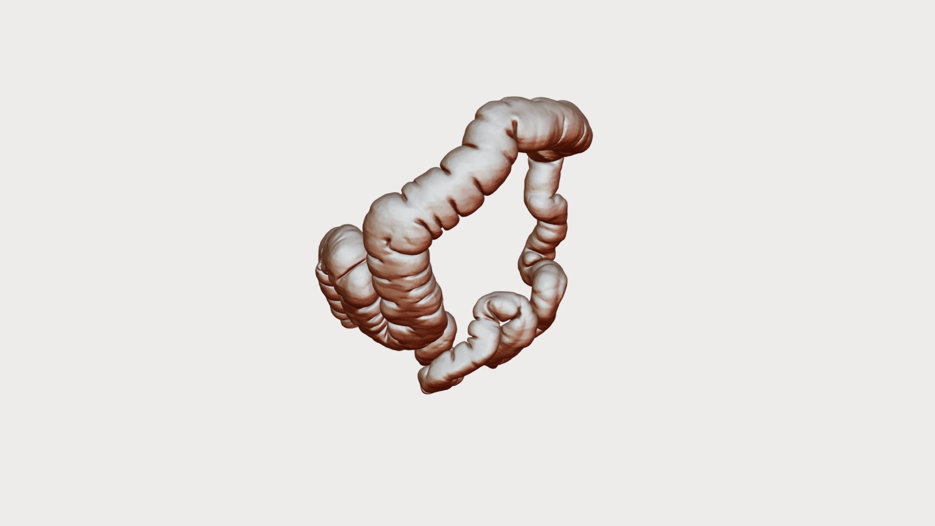Colon1 - 3D model by sheffield3dlab [42aa762] - Sketchfab