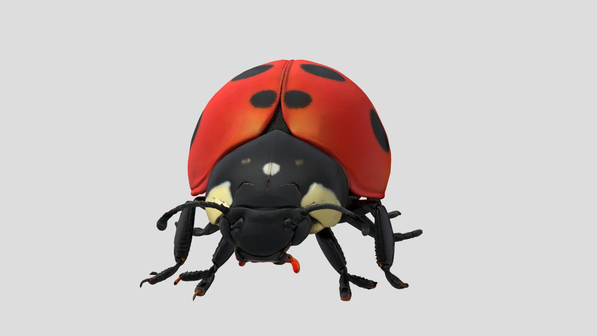 Ladybug - insect - Download Free 3D model by Brian Trepanier (@CMBC ...