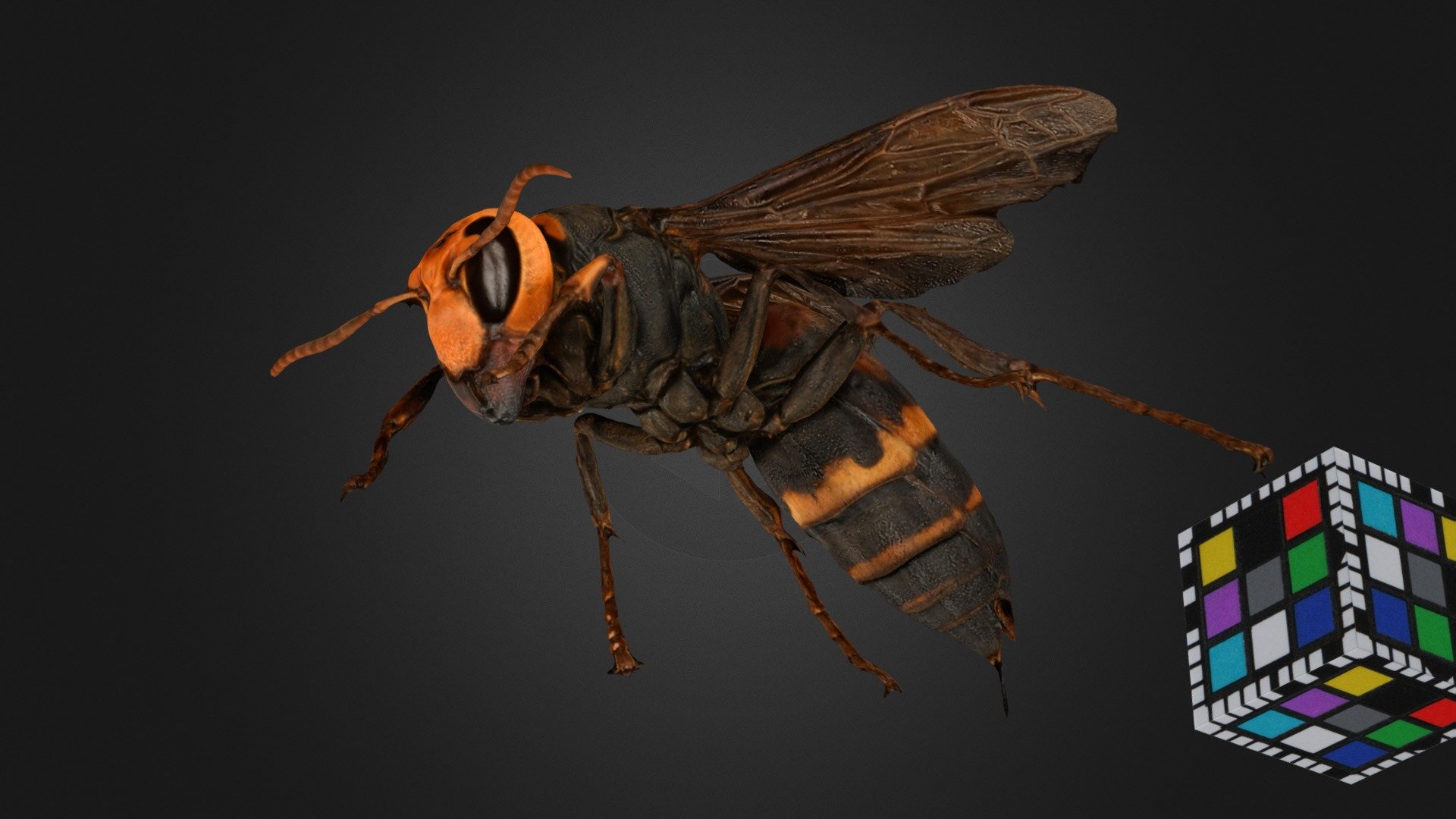 ヒメスズメバチ 🐝 Black-tailed Hornet, V. d. pulchra - 3D model by ffish.asia ...