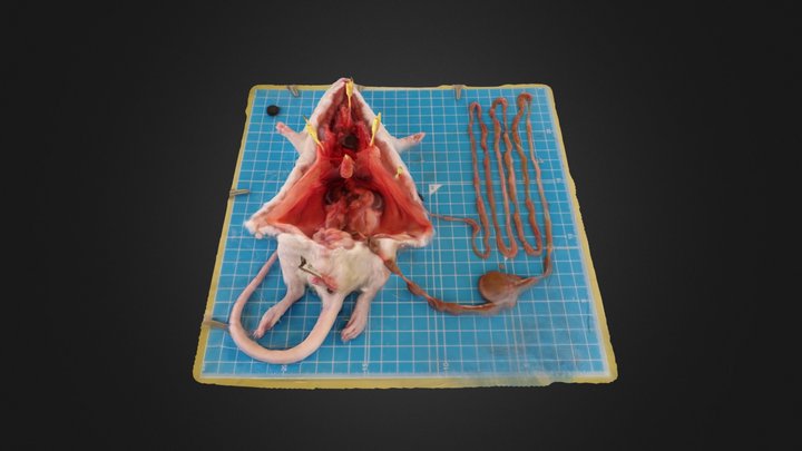 3D Rat Anatomy (@ratanatomy) - Sketchfab