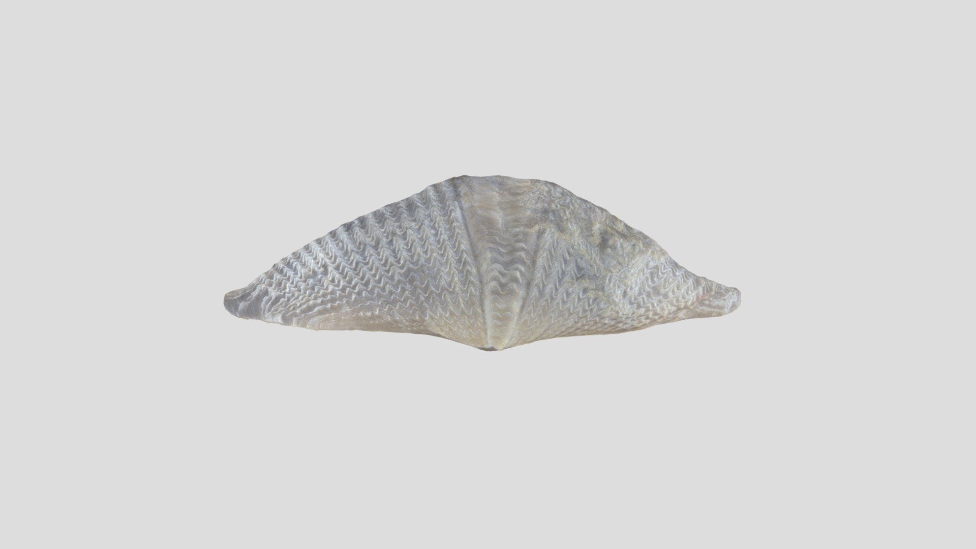 Fossil Sample 300 - Download Free 3D model by UTSC DPES (@Daxberger ...