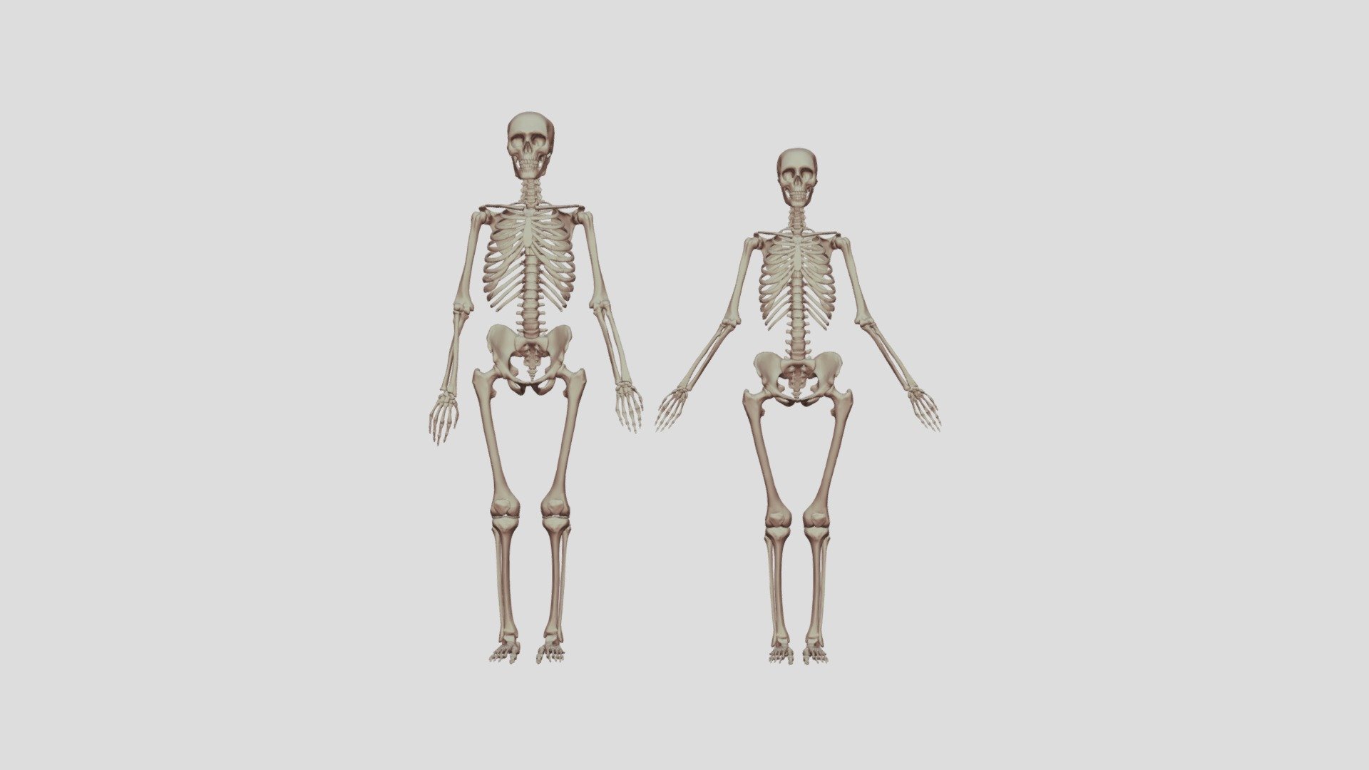 Male and Female Skeletal Comparison - 3D model by Digital Ecorche ...