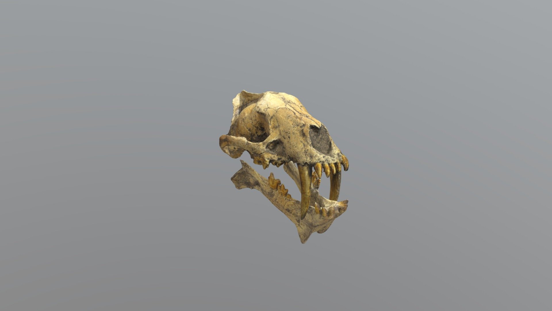 Hoplophoneus - 3D model by Carleton Earth Sciences (@carl.e.science ...
