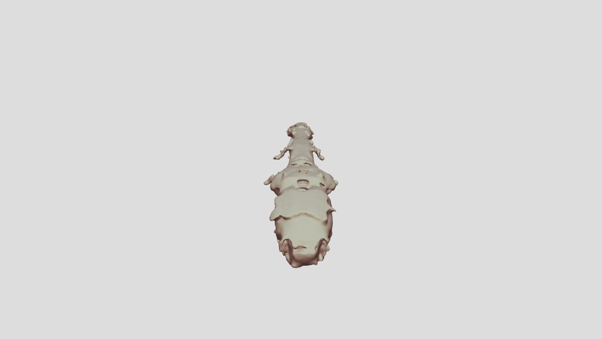 Brain of Xenopus laevis (male) - Download Free 3D model by GigaScience ...