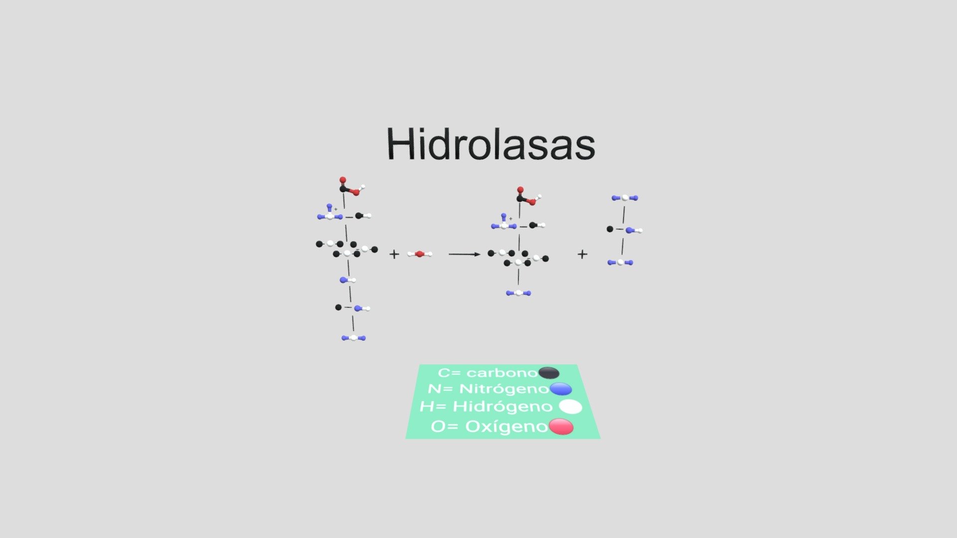 Enzima Hidrolasas - Download Free 3D model by NormanRomero13607 ...