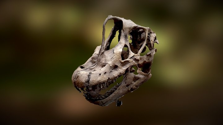 Brachiosaurus 3D models - Sketchfab