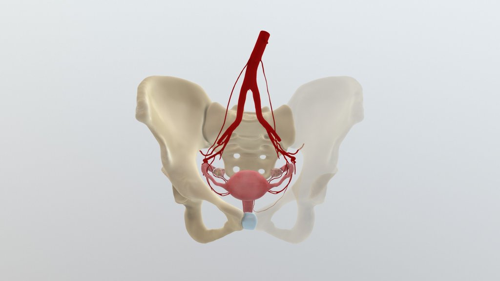 Pelvis - A 3D model collection by ameedr - Sketchfab